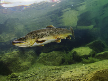 Save our chalk streams | Norfolk Wildlife Trust