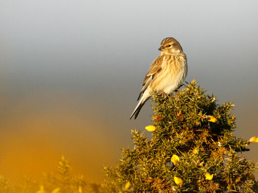 Bringing our vision to life | Norfolk Wildlife Trust