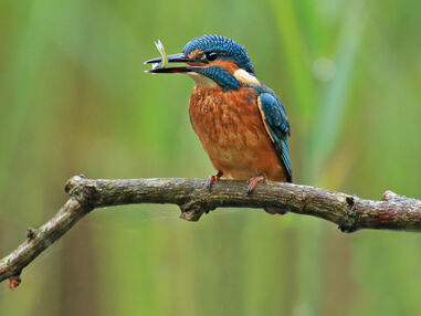 Save our chalk streams | Norfolk Wildlife Trust