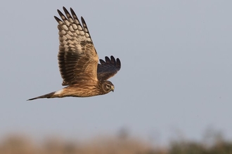 Visit | Norfolk Wildlife Trust