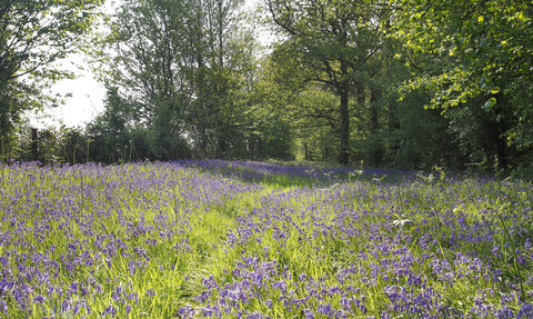 A wilder Norfolk: Your legacy | Norfolk Wildlife Trust