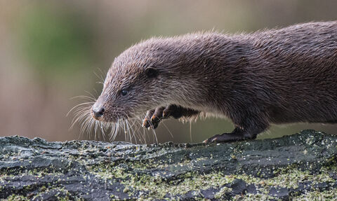 Welcome to your otter adoption! | Norfolk Wildlife Trust