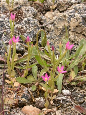 Lesser centaury | Norfolk Wildlife Trust