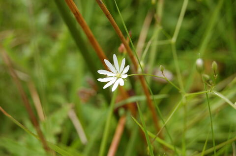 Lesser stitchwort | Norfolk Wildlife Trust