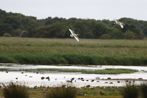Rare spoonbill breeding success at Hickling | Norfolk Wildlife Trust