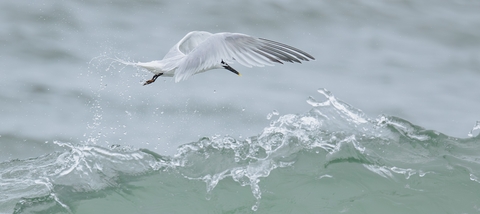 News | Norfolk Wildlife Trust