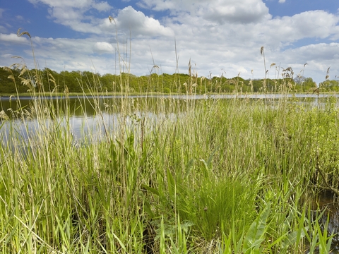 Alderfen Broad and Marshes | Norfolk Wildlife Trust
