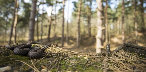 Species recovery | Norfolk Wildlife Trust