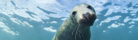 News | Norfolk Wildlife Trust