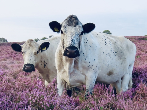 Cattle | Norfolk Wildlife Trust