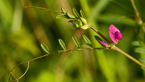 Common vetch | Norfolk Wildlife Trust