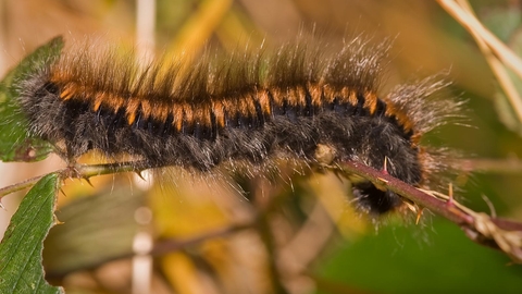 Fox moth | Norfolk Wildlife Trust