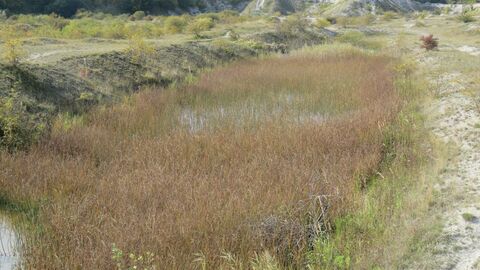 Common club-rush | Norfolk Wildlife Trust