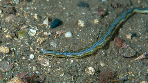Ragworm | Norfolk Wildlife Trust
