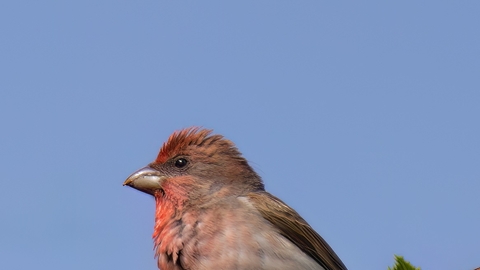 Common rosefinch | Norfolk Wildlife Trust