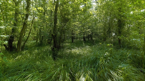 Booton Common | Norfolk Wildlife Trust