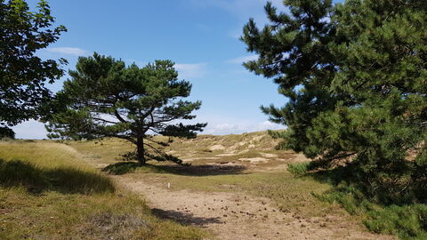 Holme Dunes | Norfolk Wildlife Trust