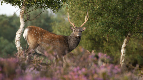 Sika deer | Norfolk Wildlife Trust