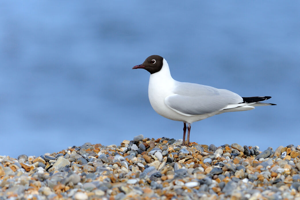 See gulls in a different light | Norfolk Wildlife Trust