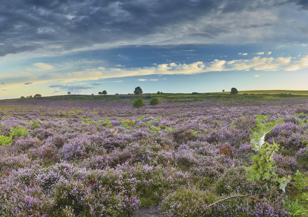Media centre | Norfolk Wildlife Trust