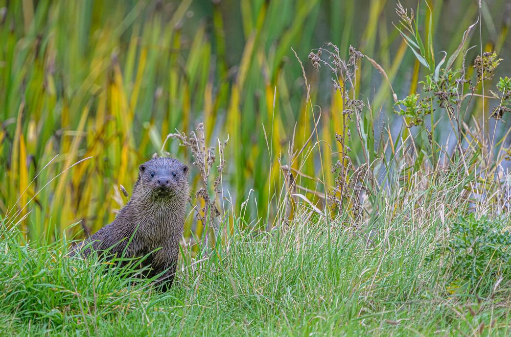 Save our chalk streams | Norfolk Wildlife Trust