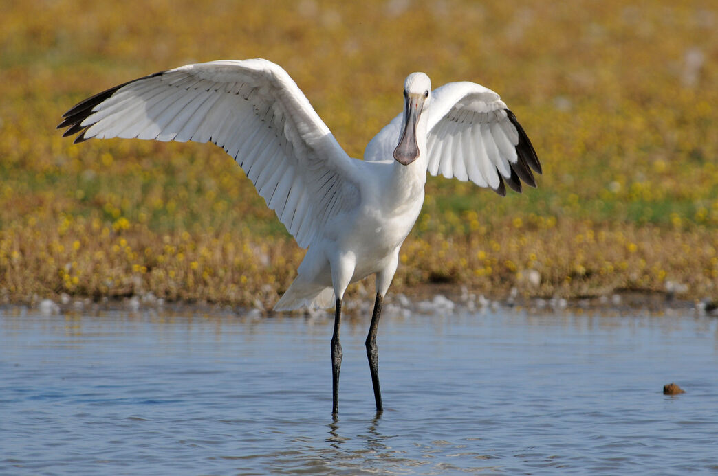 People unite for worldwide nature recovery | Norfolk Wildlife Trust
