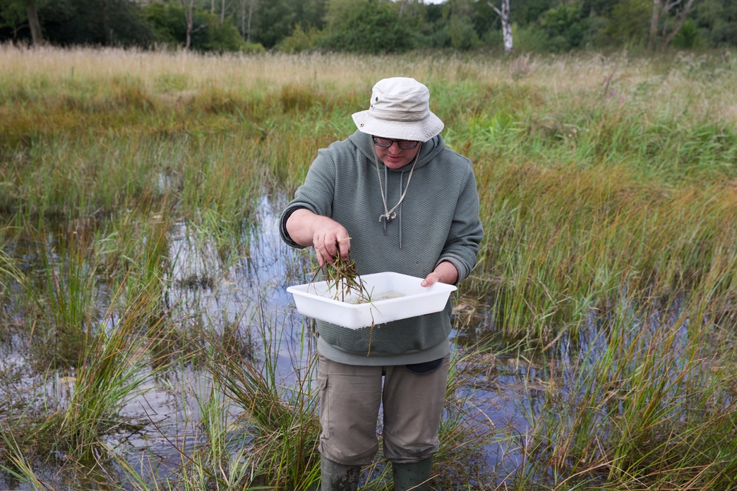 Groundbreaking Ice Age pond restoration project brings rare species ...