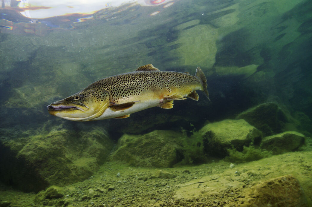 Save our chalk streams | Norfolk Wildlife Trust