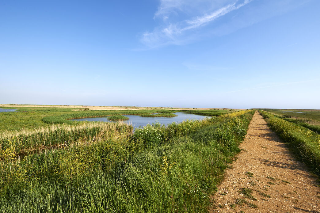 Regular walks | Norfolk Wildlife Trust