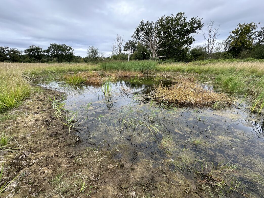 Groundbreaking Ice Age pond restoration project brings rare species ...