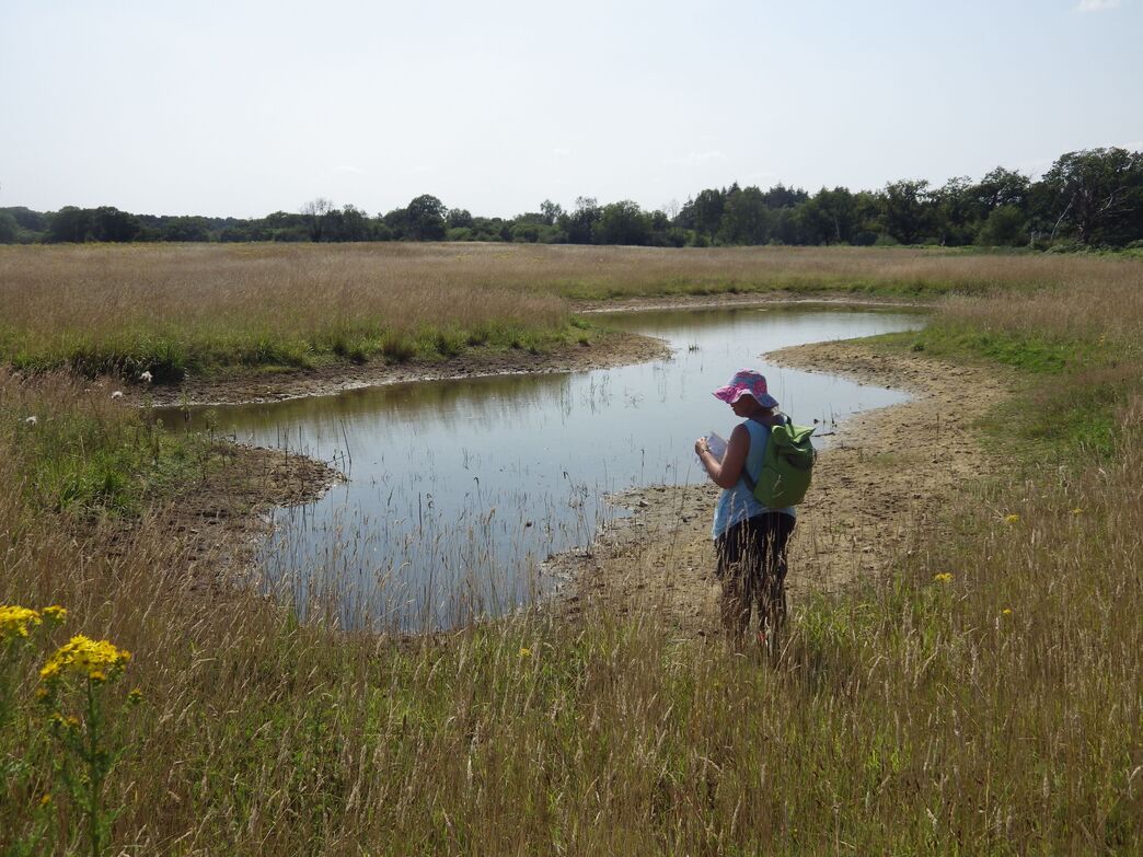 Groundbreaking Ice Age pond restoration project brings rare species ...