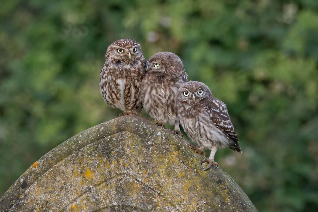 Nature Photography Competition 2025 winners announced | Norfolk ...