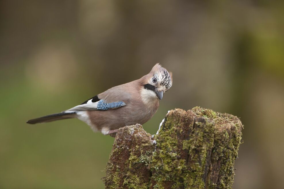 Woodland birds to spot this winter | Norfolk Wildlife Trust