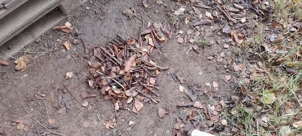 Fairhaven Primary School | Norfolk Wildlife Trust