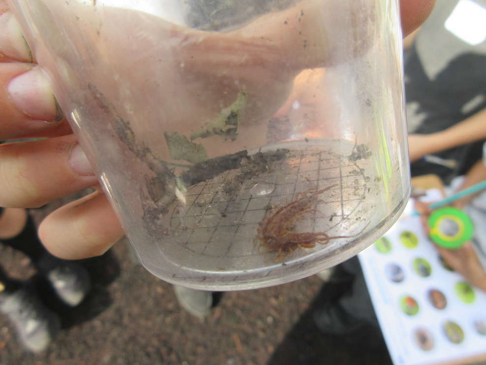 Mile Cross Primary School | Norfolk Wildlife Trust