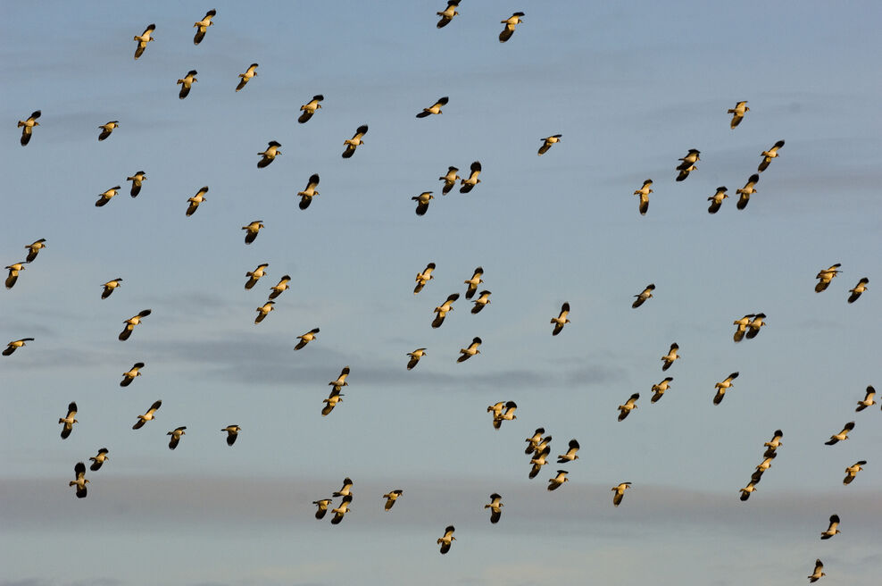 Regular walks | Norfolk Wildlife Trust