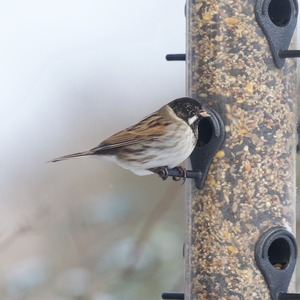 Vine House Farm bird food | Norfolk Wildlife Trust