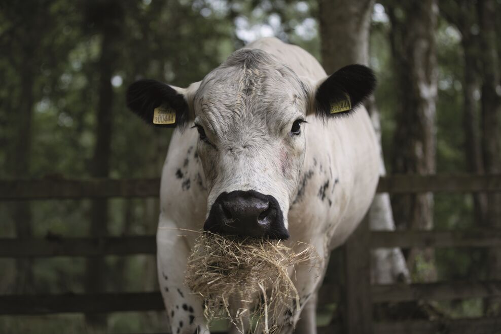 Cattle | Norfolk Wildlife Trust