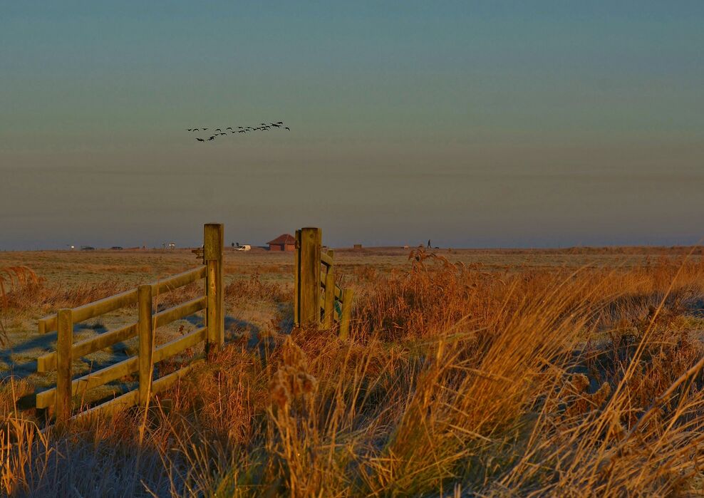 Regular walks | Norfolk Wildlife Trust