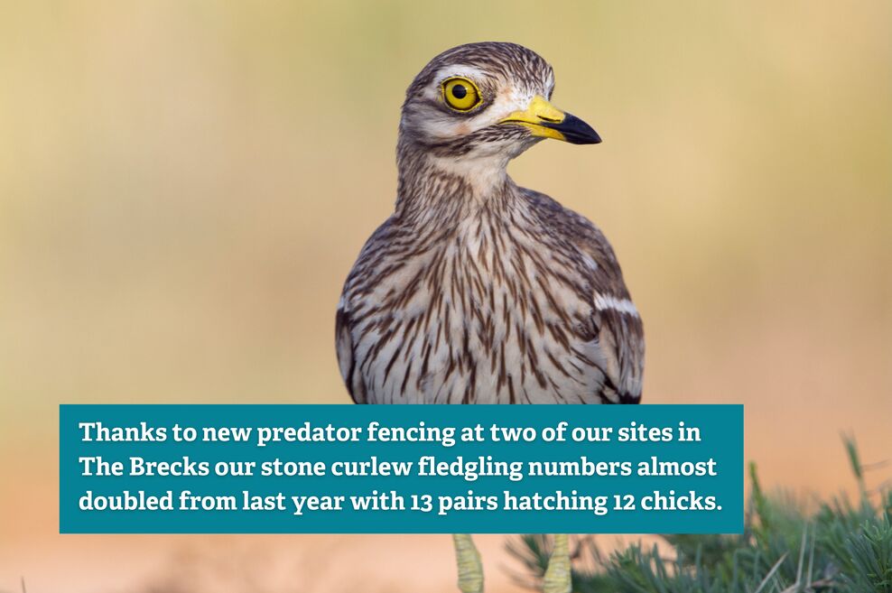 Impact report | Norfolk Wildlife Trust