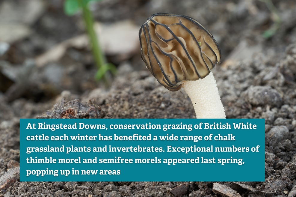 Impact report | Norfolk Wildlife Trust