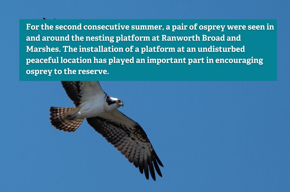 Impact report | Norfolk Wildlife Trust