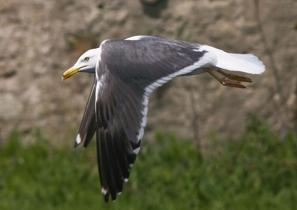 See gulls in a different light | Norfolk Wildlife Trust