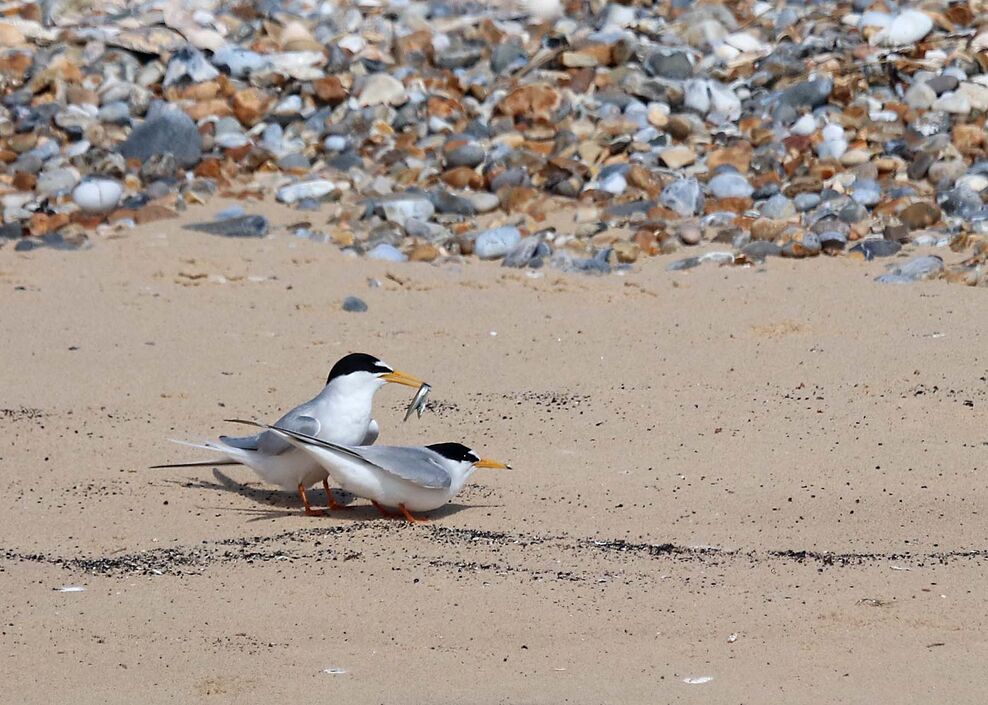 Birds on the beach | Norfolk Wildlife Trust