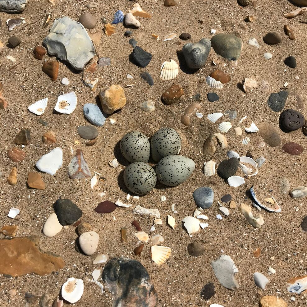 Protecting Norfolk’s precious beach-nesting birds this summer | Norfolk ...