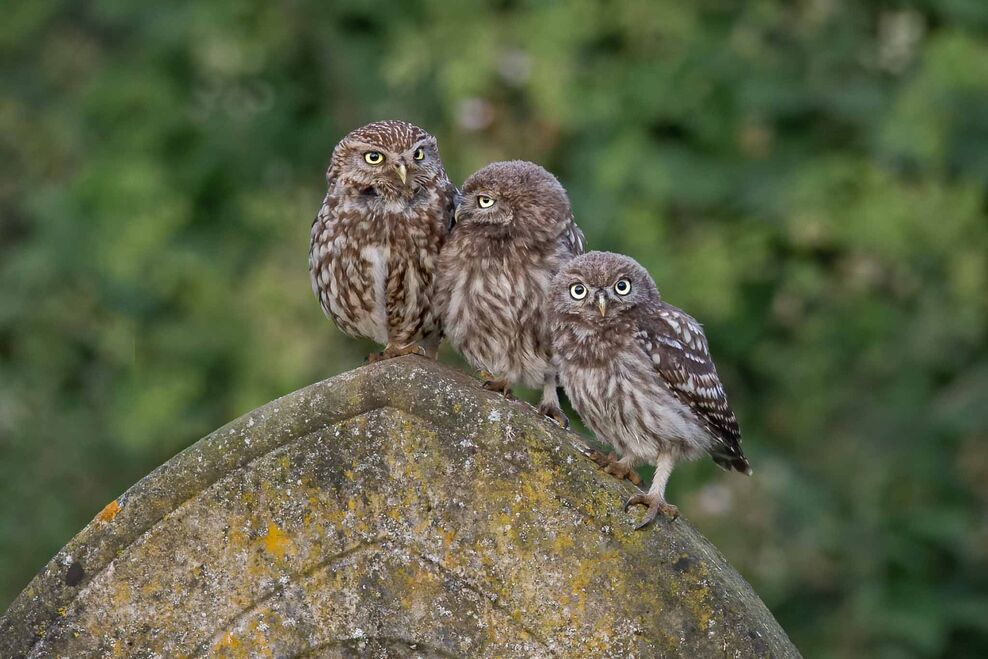 Nature photography competition | Norfolk Wildlife Trust