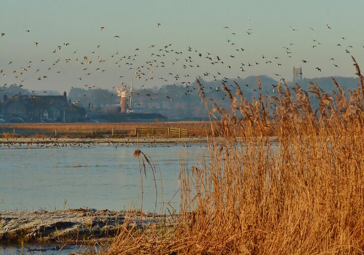 Regular walks | Norfolk Wildlife Trust