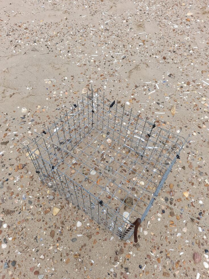 Protecting Norfolk’s precious beach-nesting birds this summer | Norfolk ...