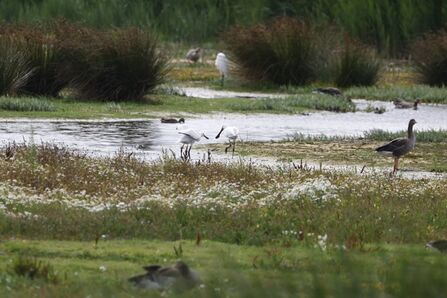 Rare spoonbill breeding success at Hickling | Norfolk Wildlife Trust