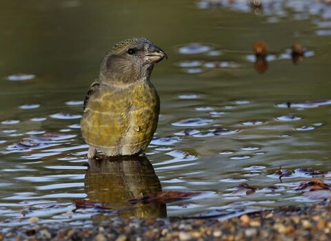 Common crossbill | Norfolk Wildlife Trust